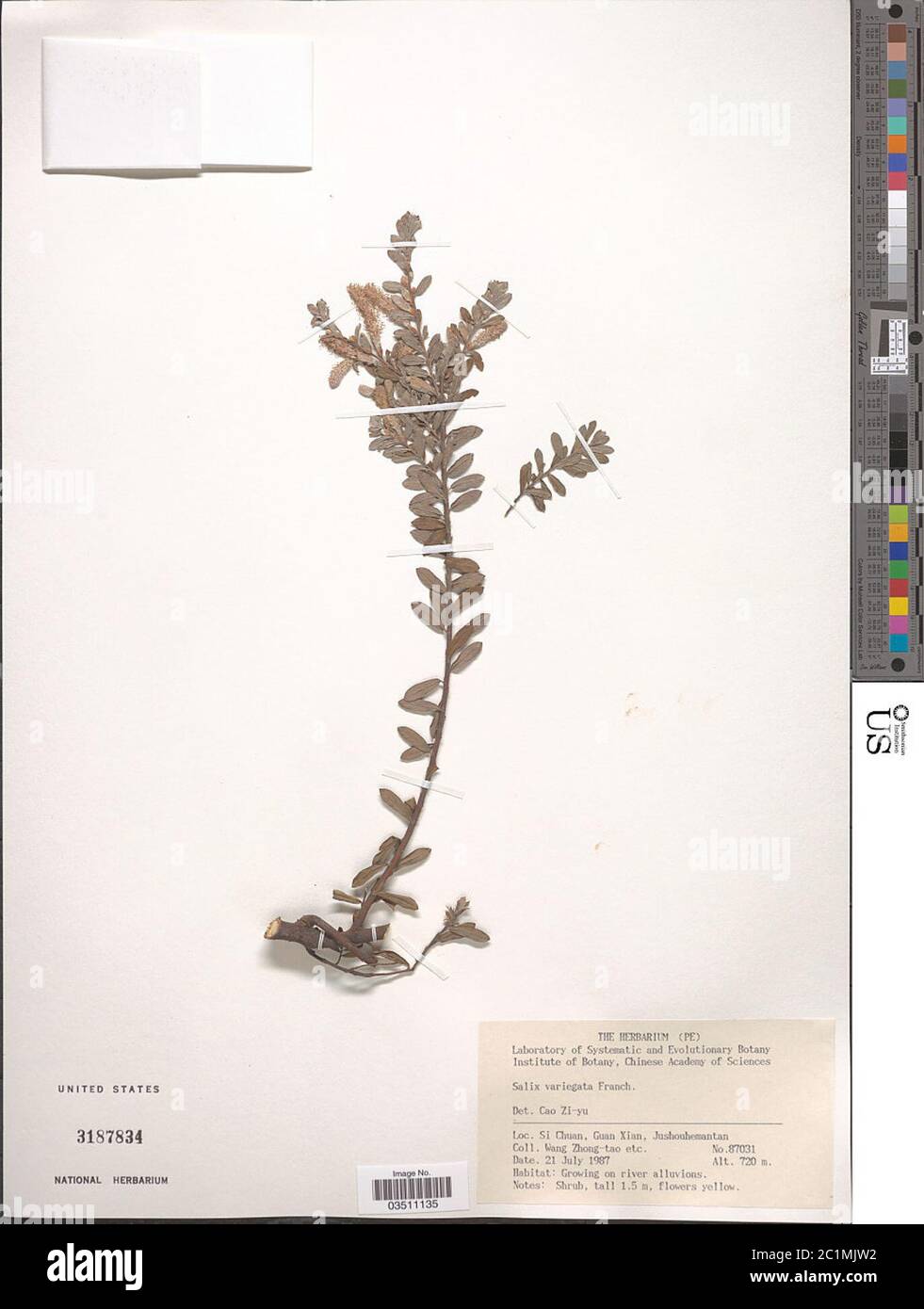 Salix variegata Franch Salix variegata Franch Stock Photo - Alamy