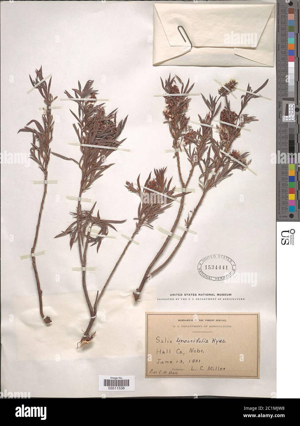 Salix linearifolia EL Wolf Salix linearifolia EL Wolf Stock Photo - Alamy