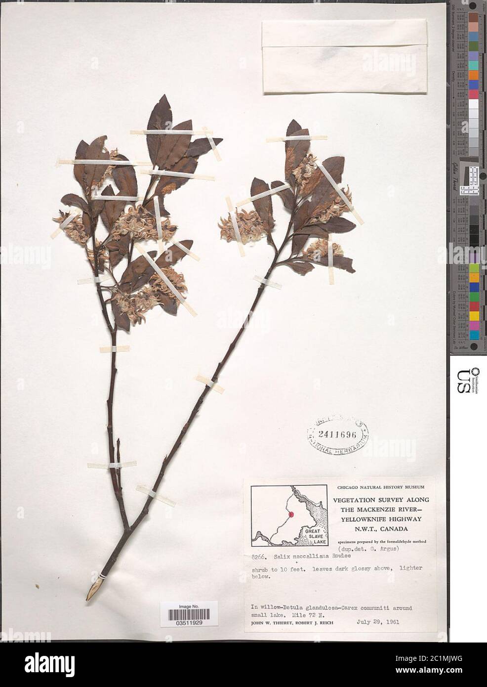 Salix maccalliana Rowlee Salix maccalliana Rowlee Stock Photo - Alamy