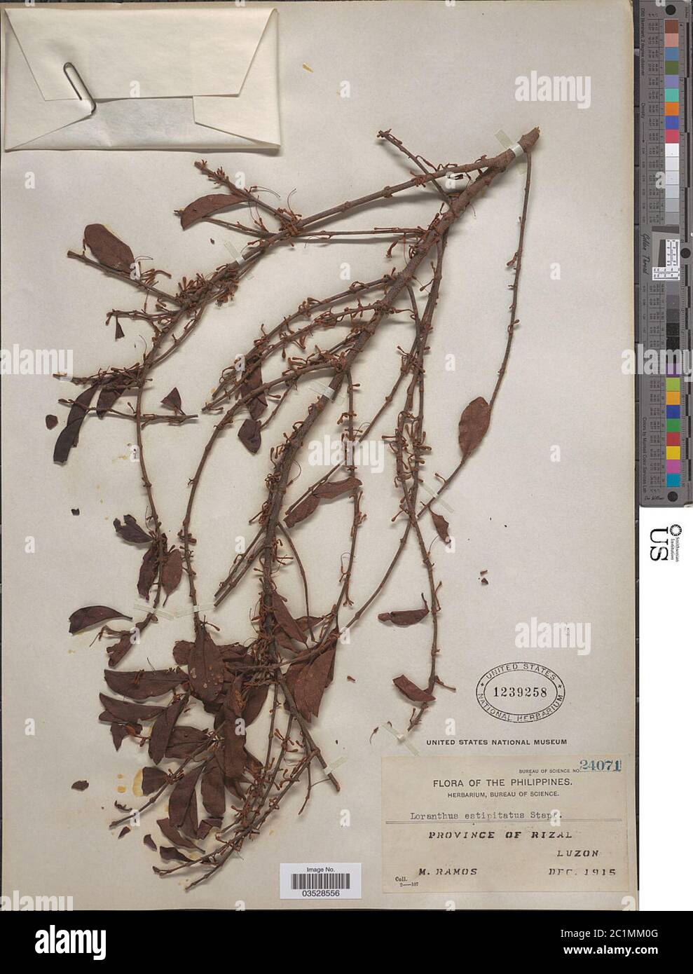 Loranthus High Resolution Stock Photography and Images - Alamy