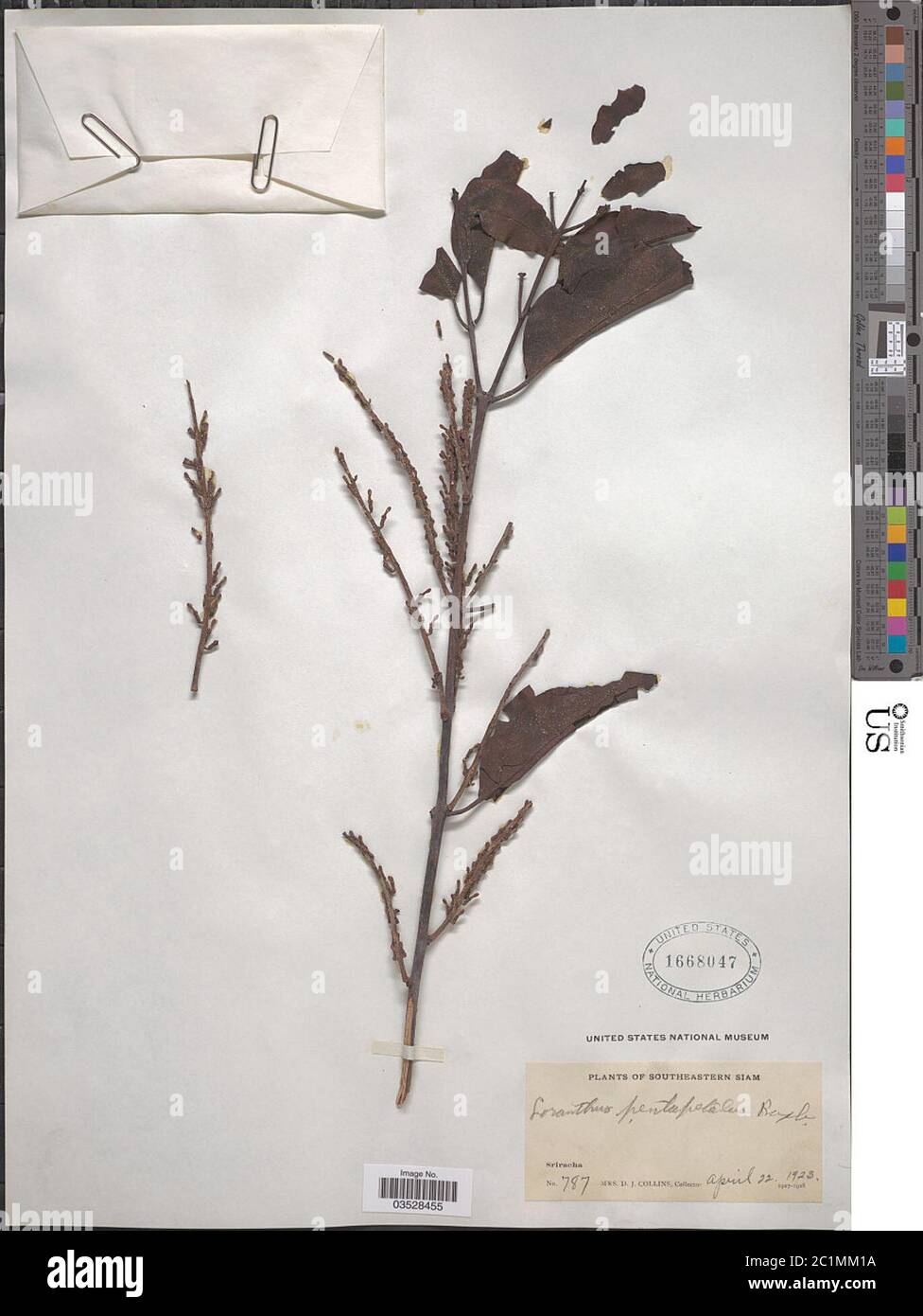 Loranthus pentapetalus Loranthus pentapetalus Stock Photo - Alamy