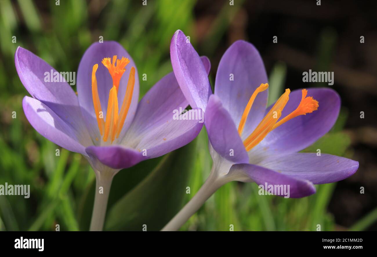 Blue crocus hi-res stock photography and images - Alamy