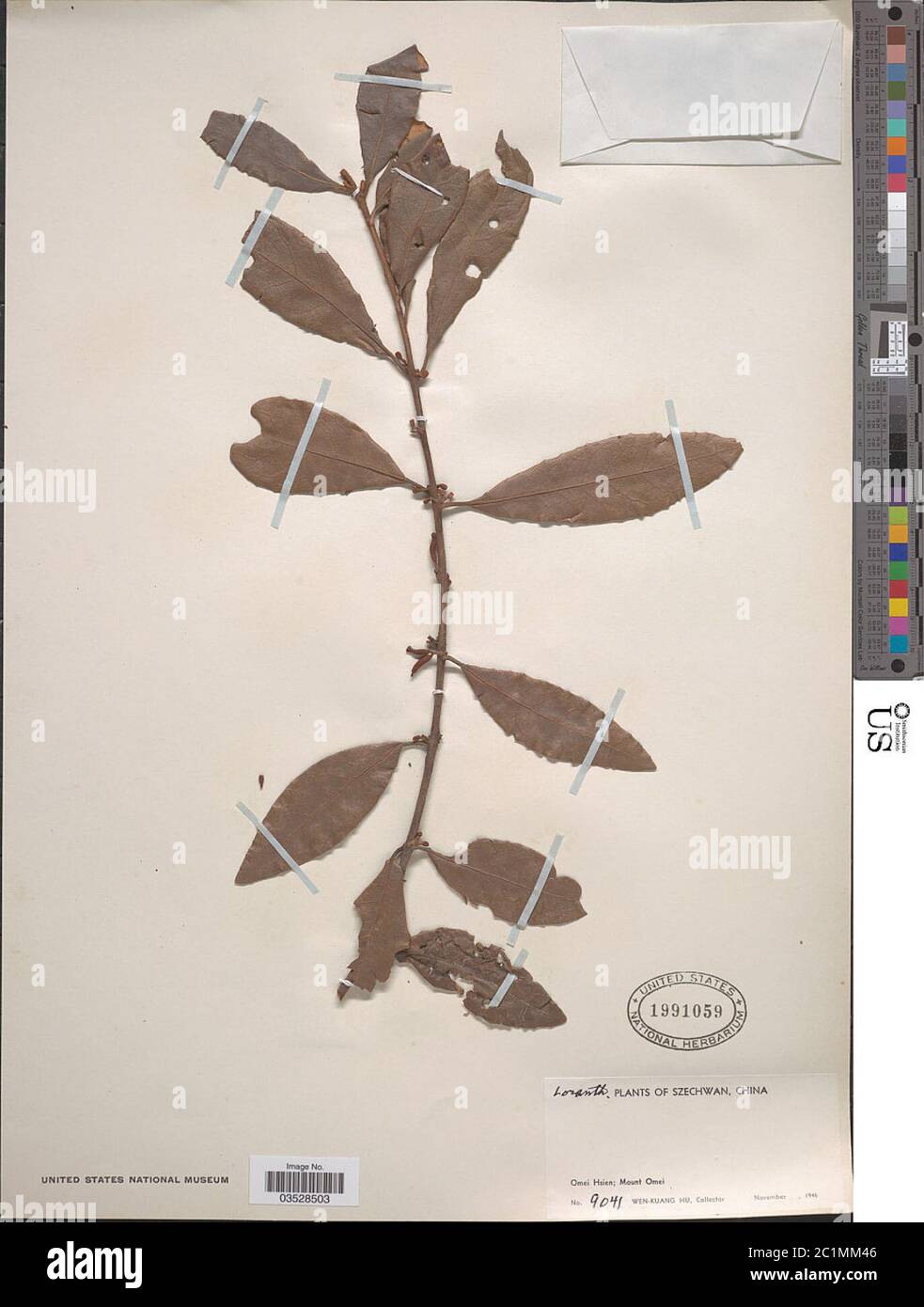 Loranthus sp Loranthus sp Stock Photo - Alamy