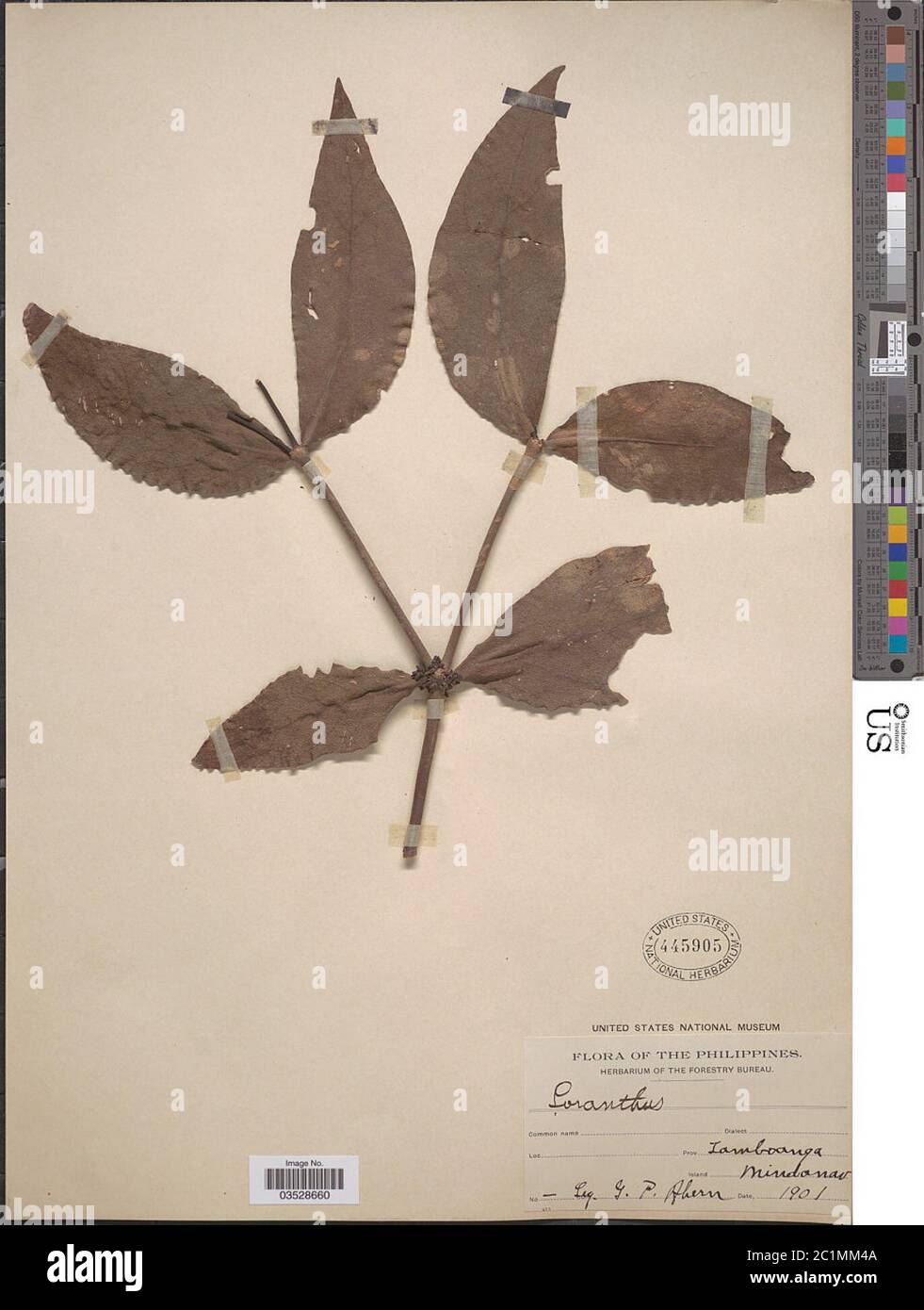 Loranthus sp Loranthus sp Stock Photo - Alamy