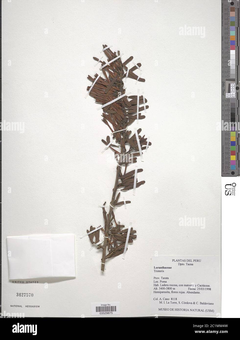 Tristerix tristerix sp hi-res stock photography and images - Alamy