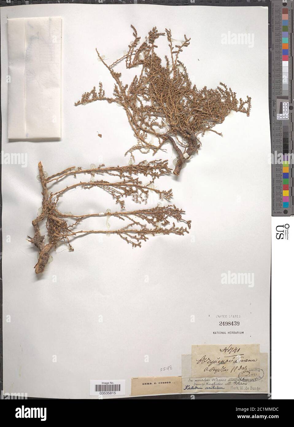 Kalidium arabicum Moq Kalidium arabicum Moq Stock Photo - Alamy