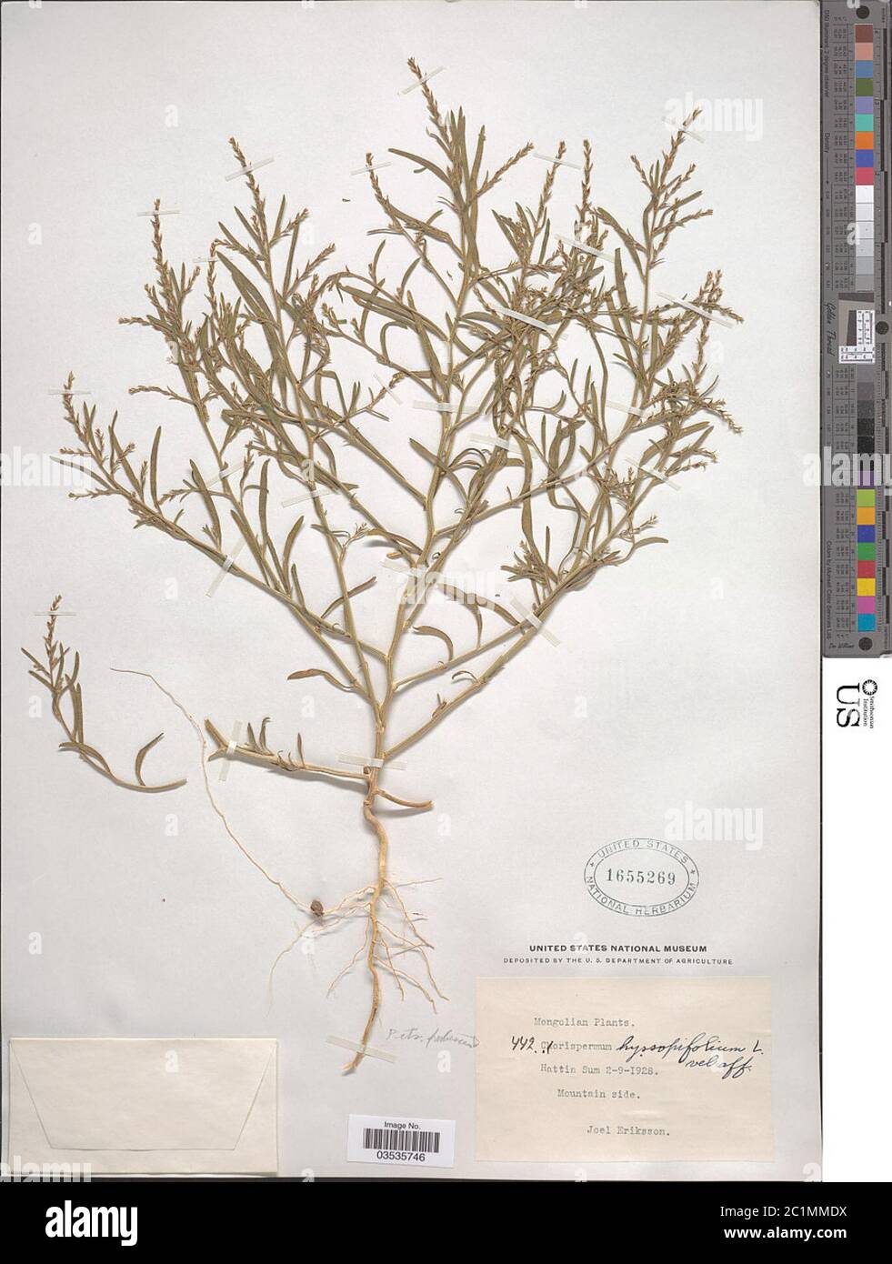 Corispermum hyssopifolium L Corispermum hyssopifolium L Stock Photo - Alamy