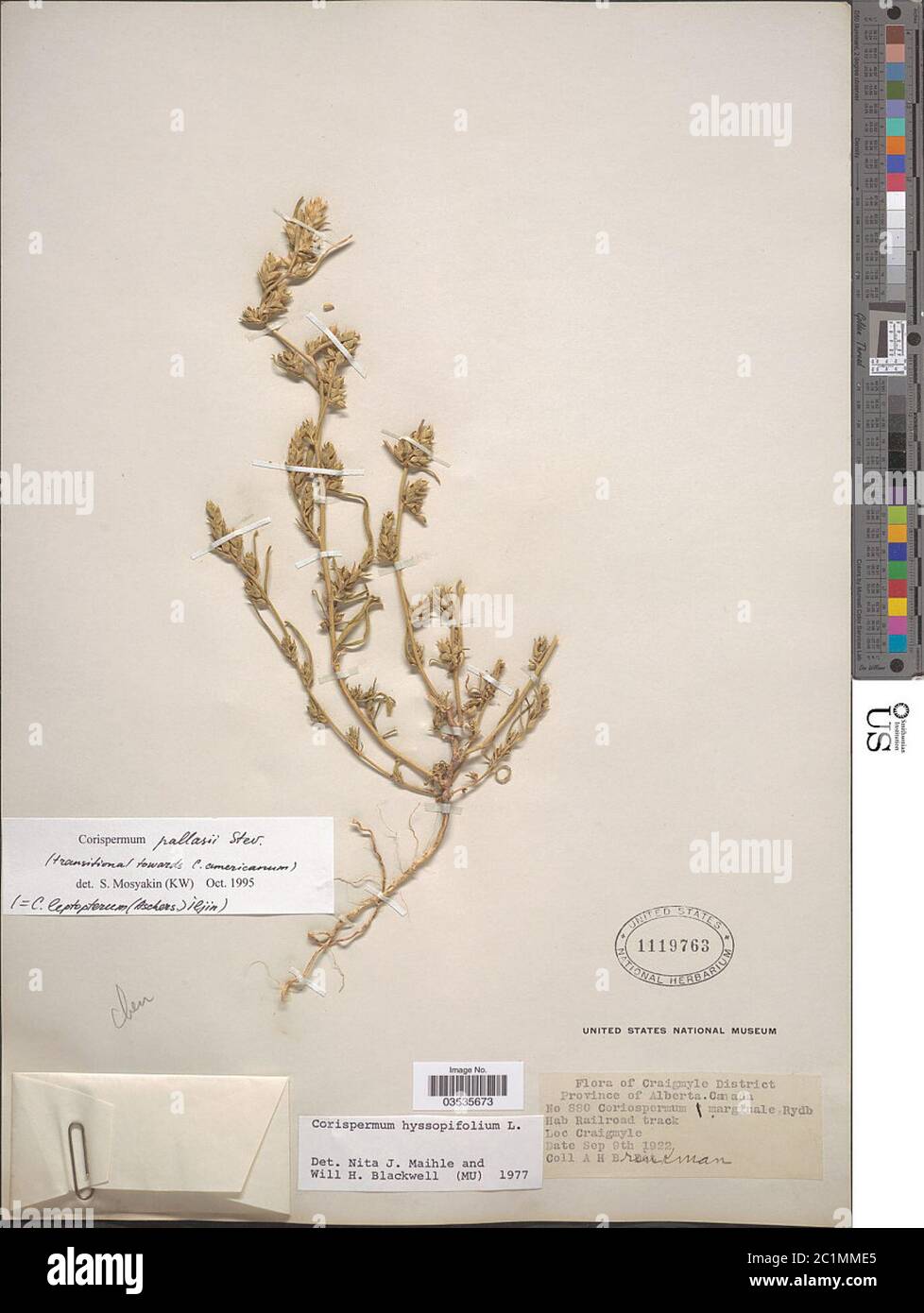 Corispermum pallasii Steven Corispermum pallasii Steven Stock Photo - Alamy