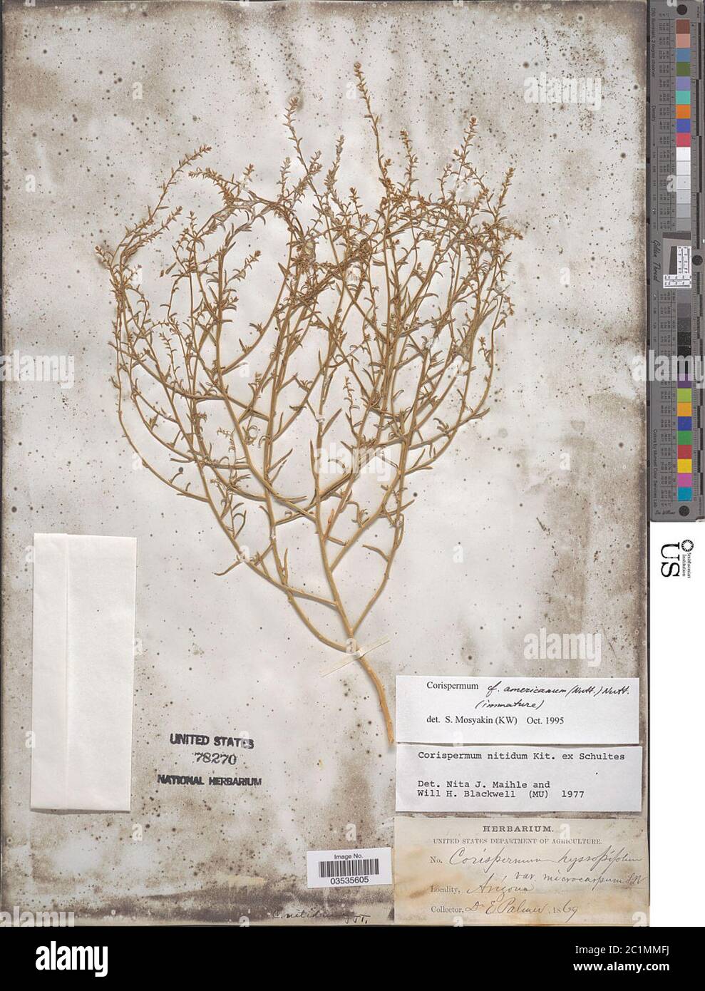 Corispermum americanum Nutt Nutt Corispermum americanum Nutt Nutt Stock ...