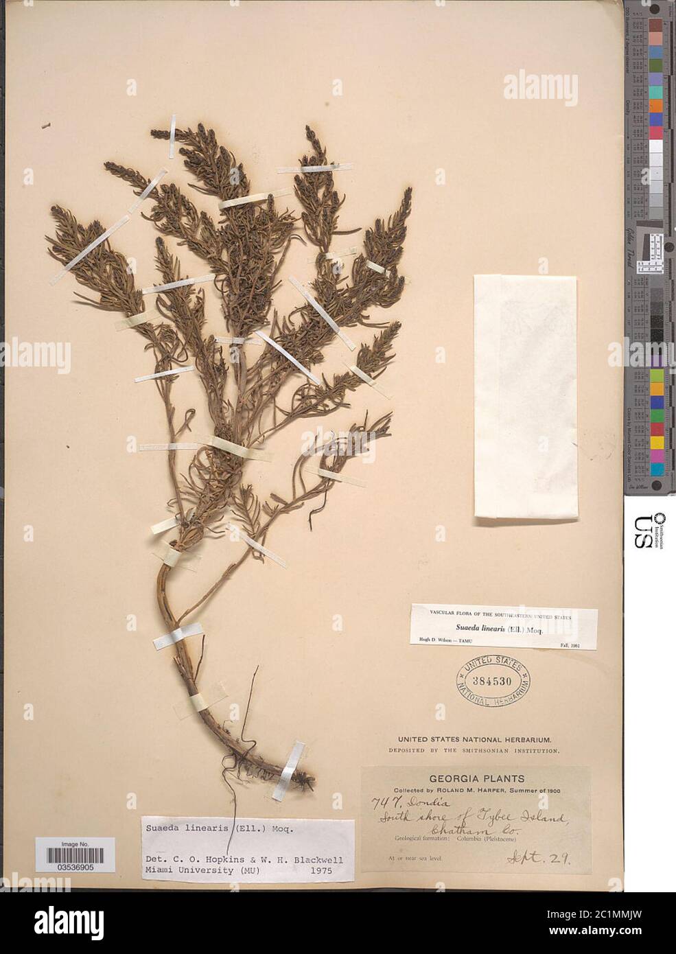 Dondia hi-res stock photography and images - Alamy