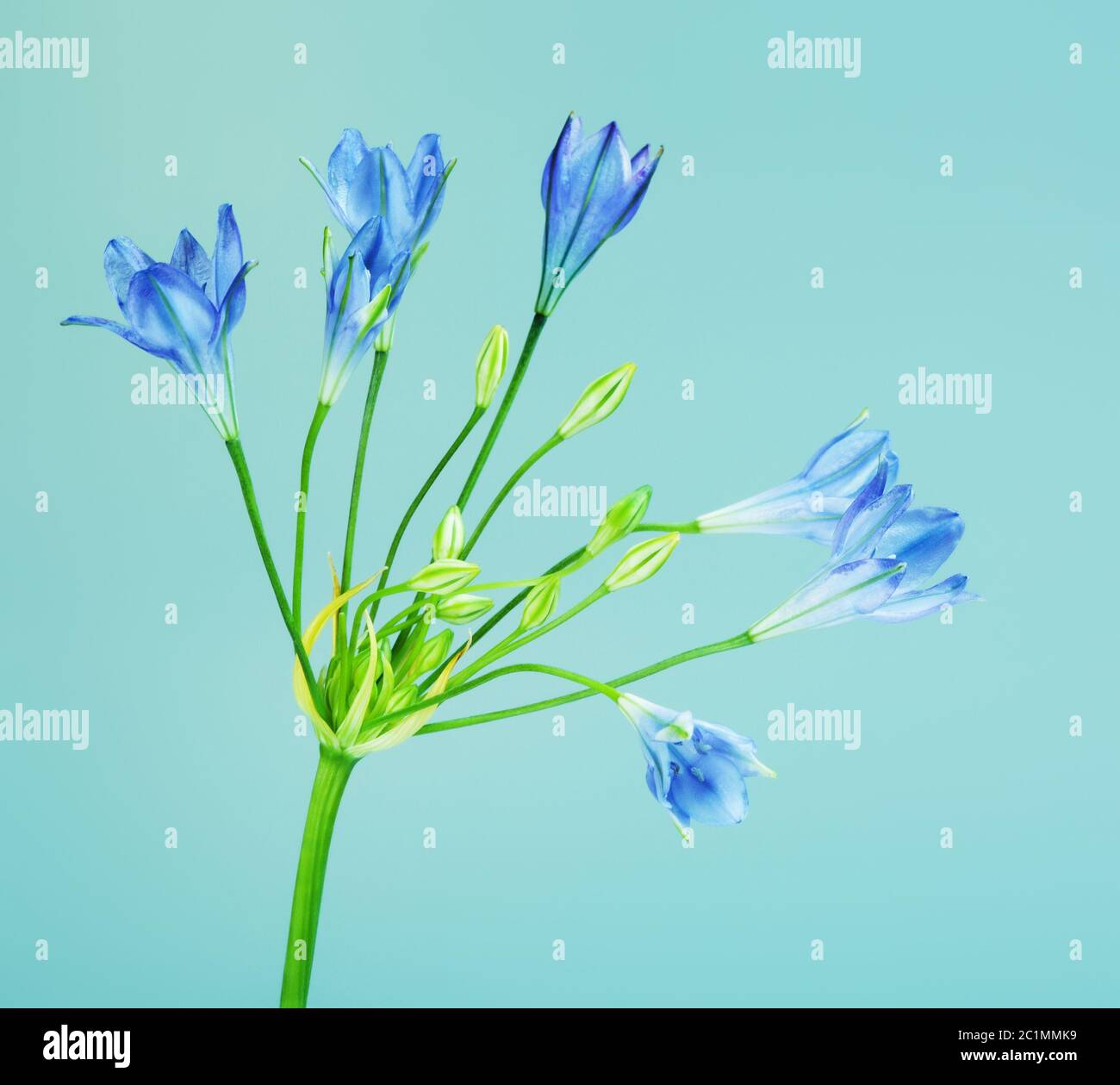 Brodiaea Blue Flower Stock Photo - Alamy