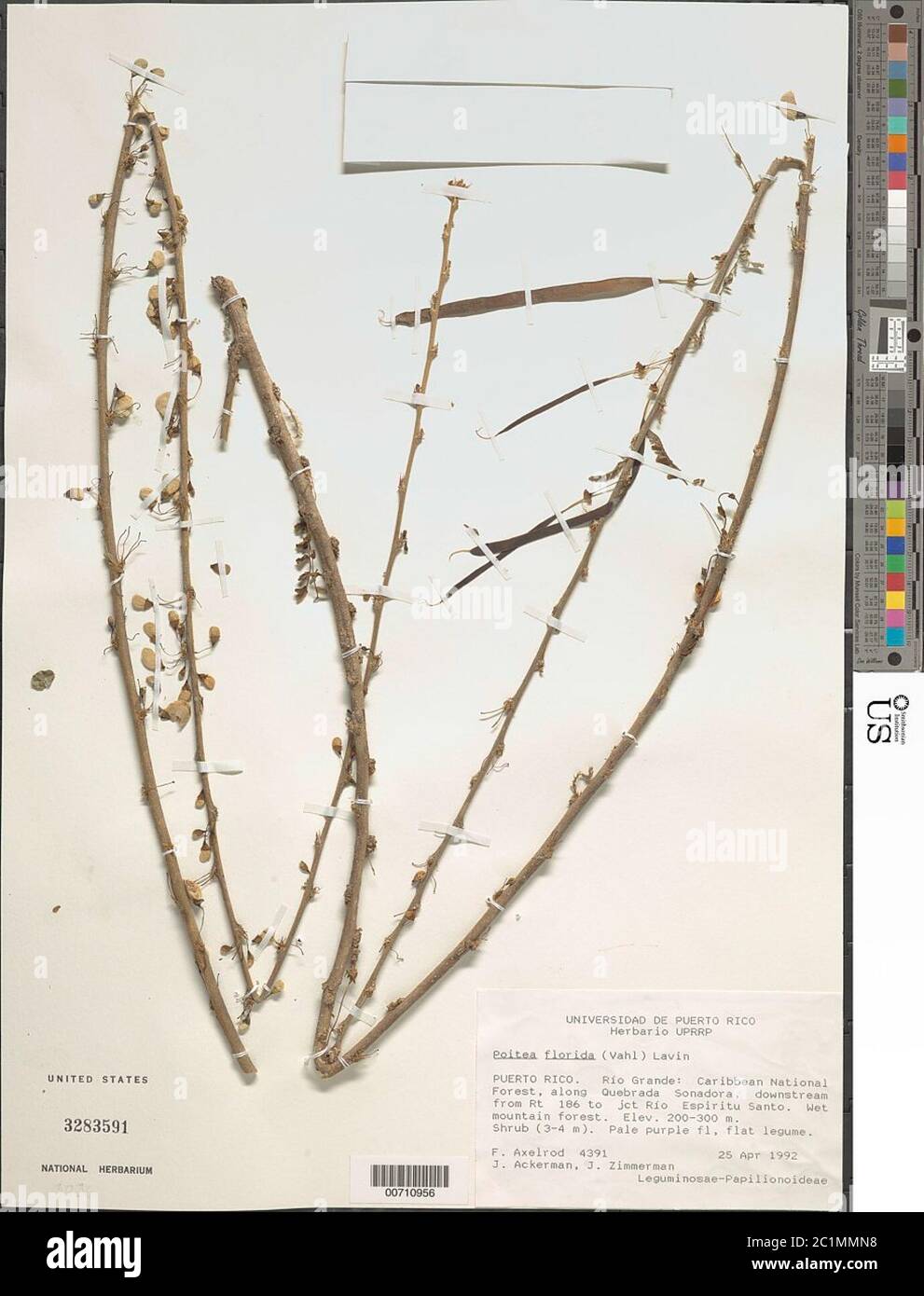 Poitea hi-res stock photography and images - Alamy