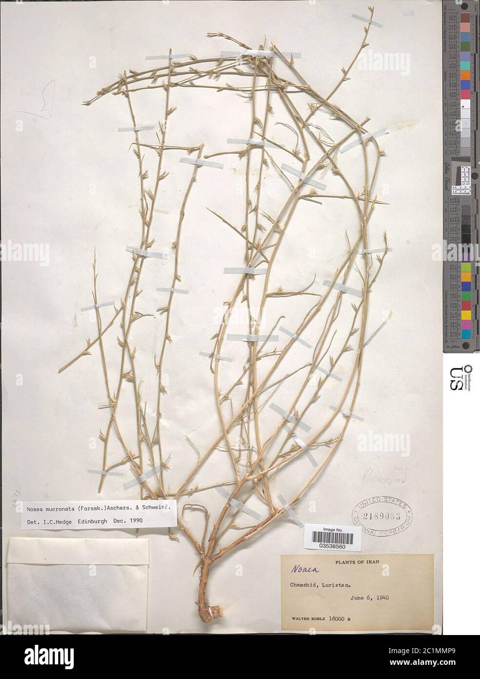 Noaea mucronata Aschers Schweinf Noaea mucronata Aschers Schweinf Stock ...