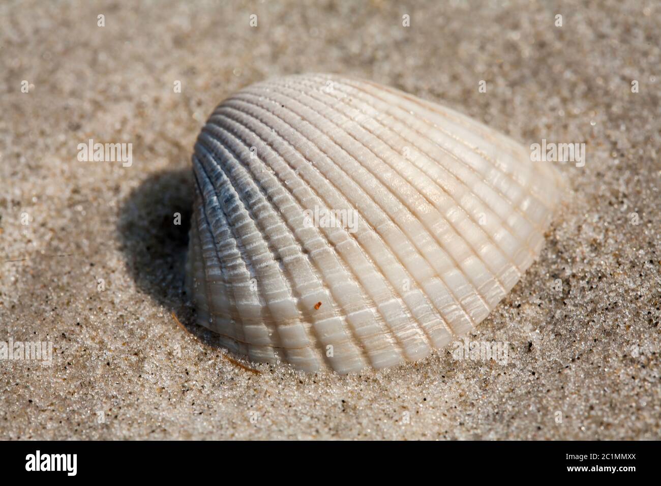 Small shell on beach sand Stock Photo - Alamy