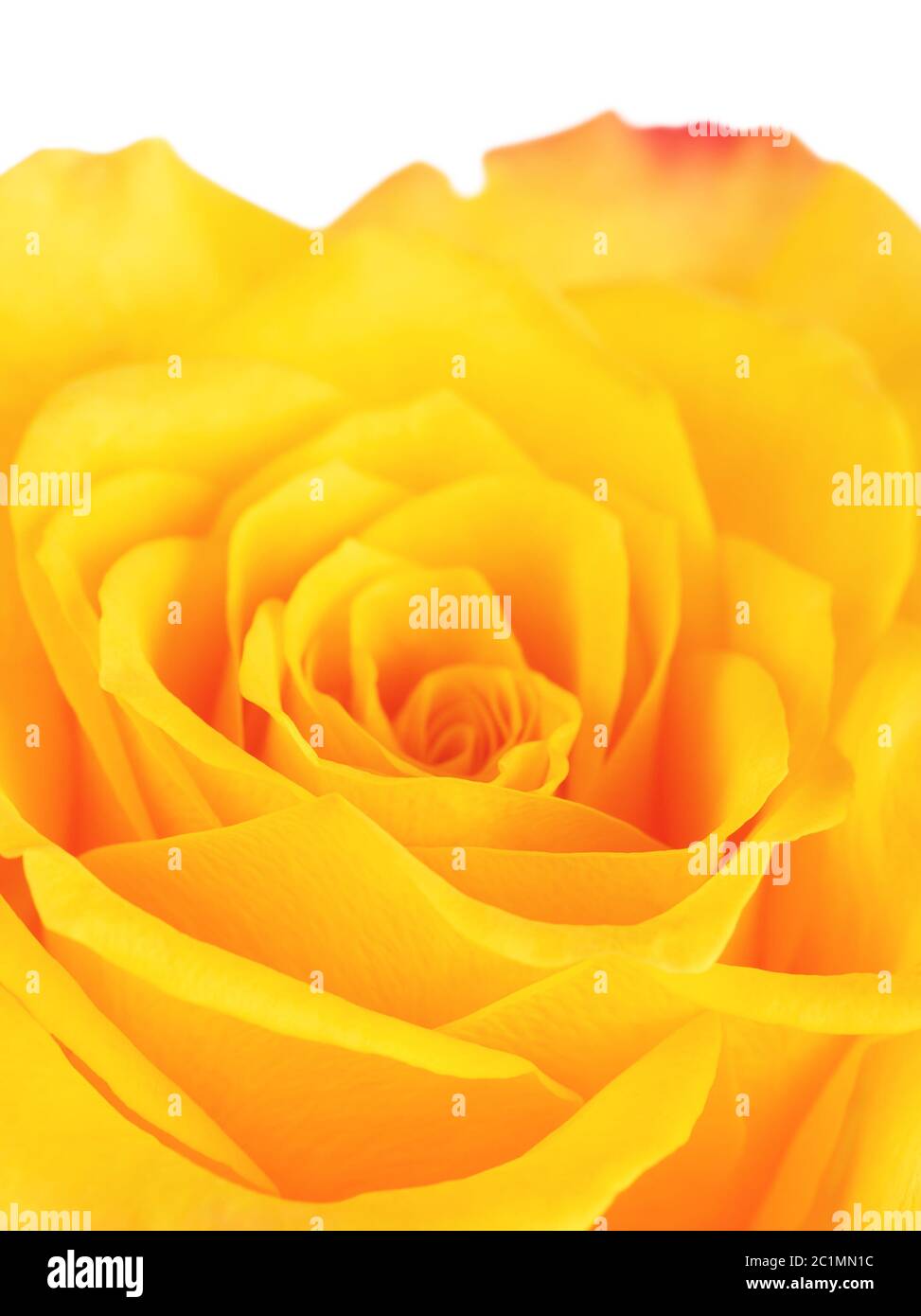 Yellow rose flower hi-res stock photography and images - Alamy