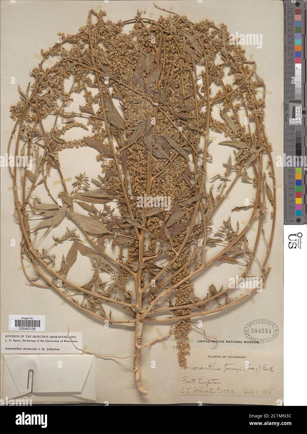 Amaranthus arenicola IM Johnst Amaranthus arenicola IM Johnst Stock ...