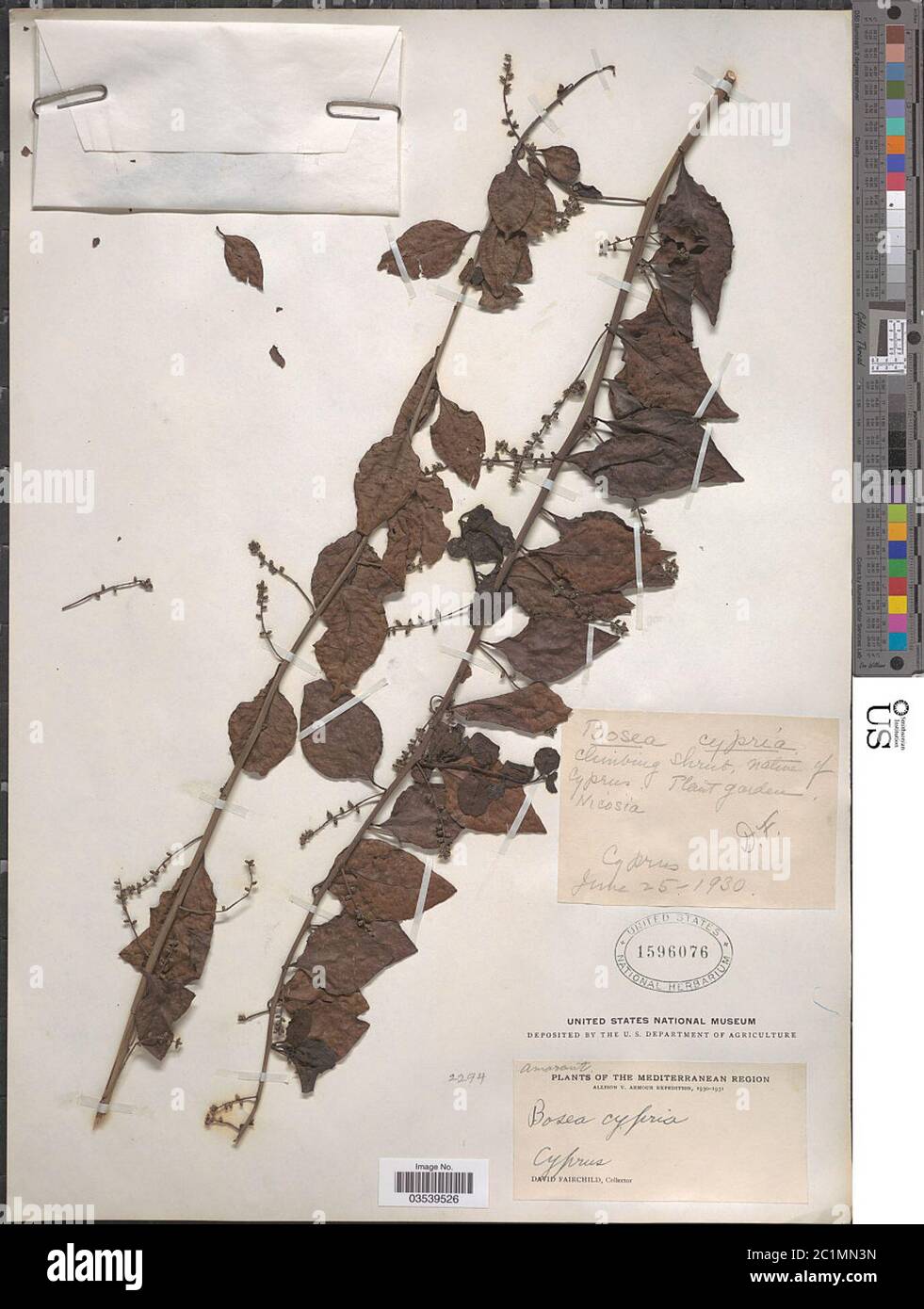 Cypria hi-res stock photography and images - Alamy