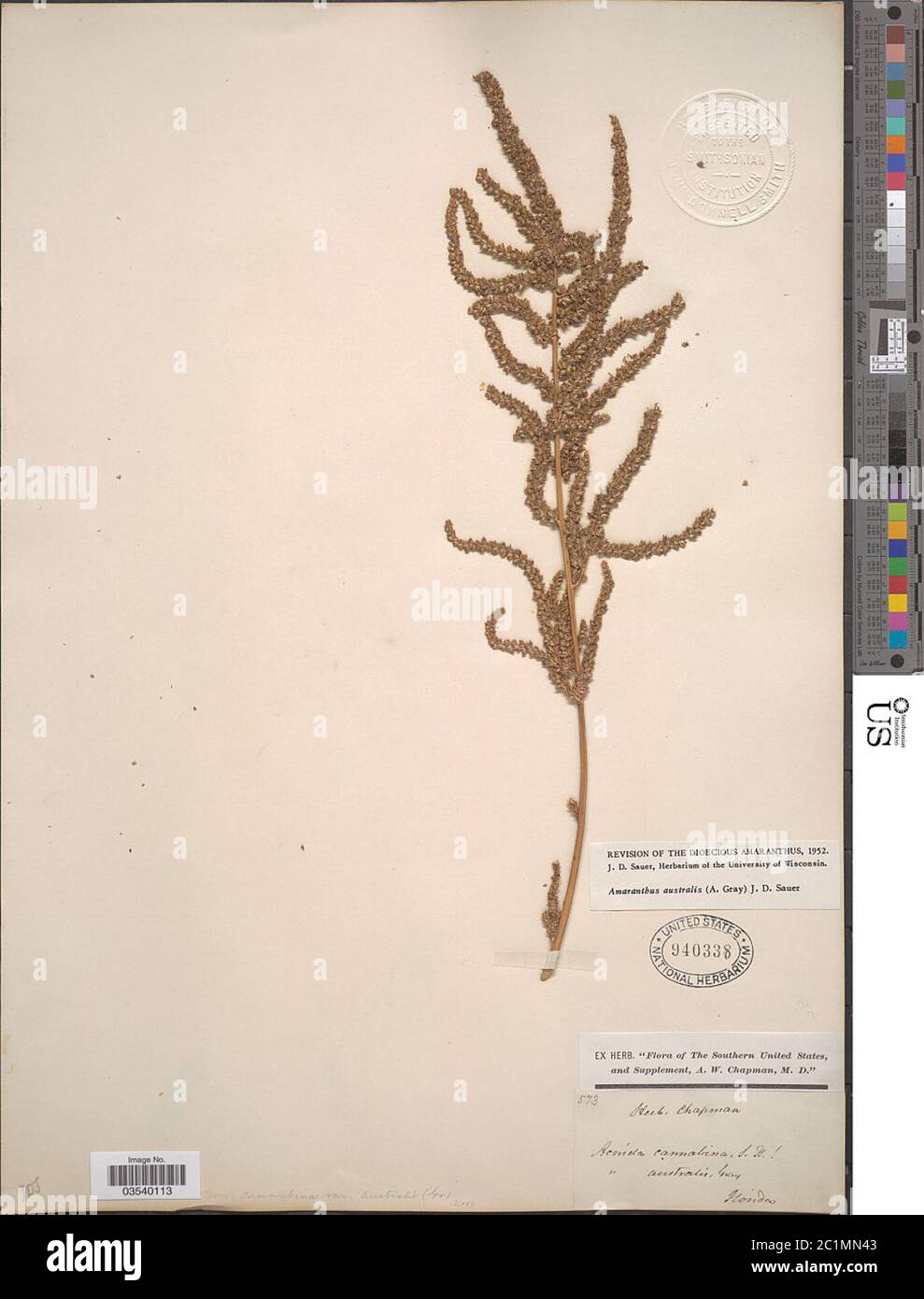 Amaranthus australis hi-res stock photography and images - Alamy