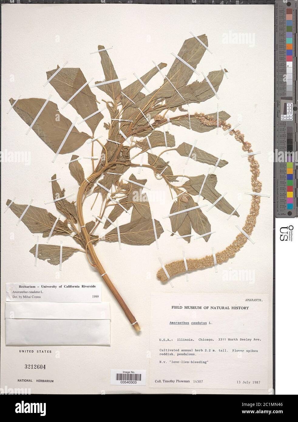 Amaranthus caudatus l hi-res stock photography and images - Alamy