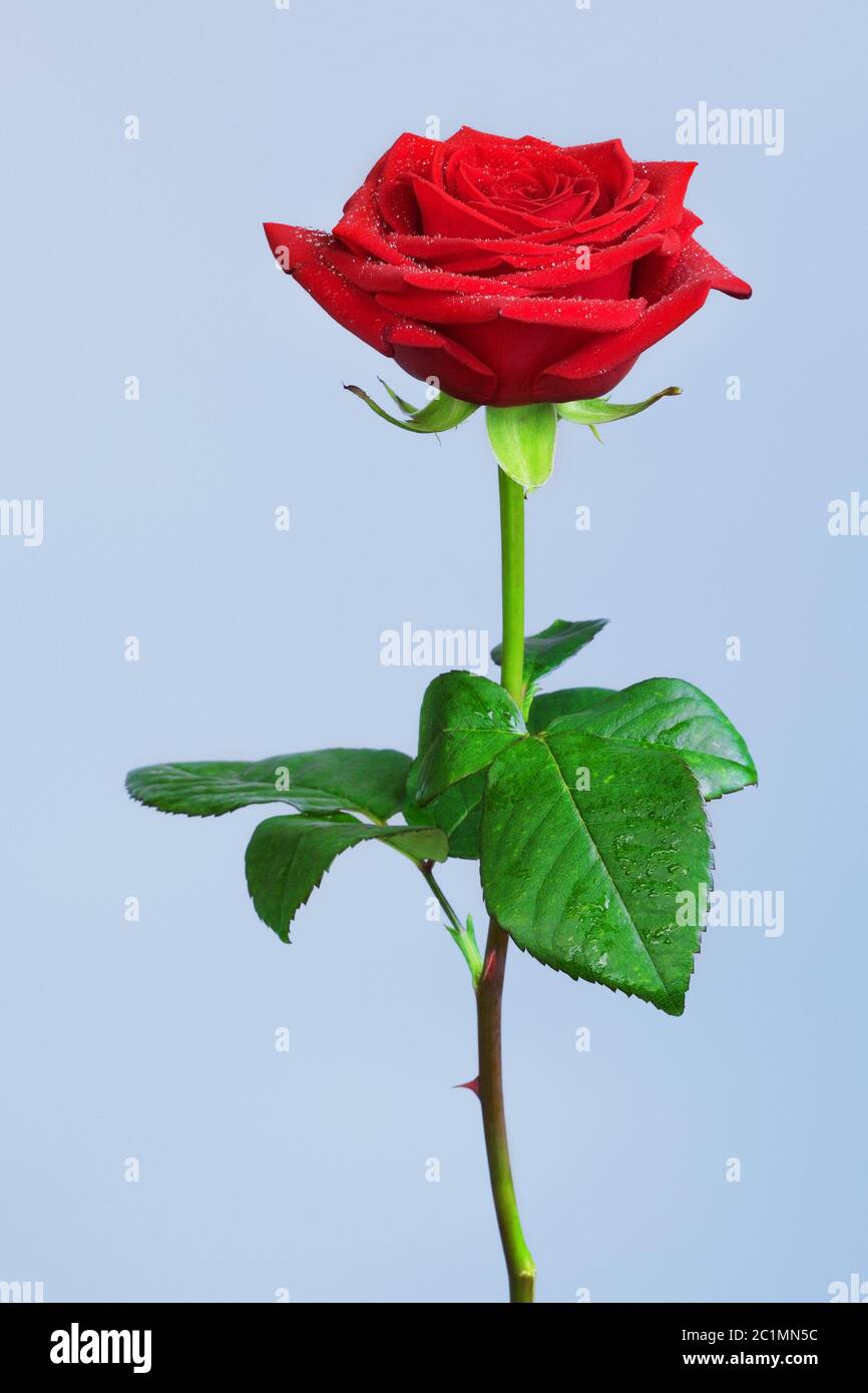 Red Rose Flower Stock Photo - Alamy