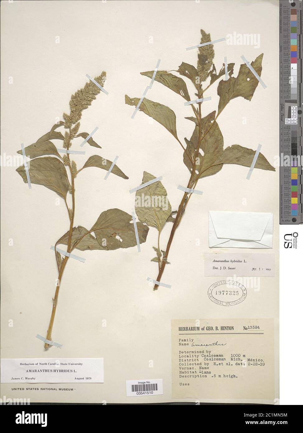 Amaranthus hybridus L Amaranthus hybridus L Stock Photo - Alamy