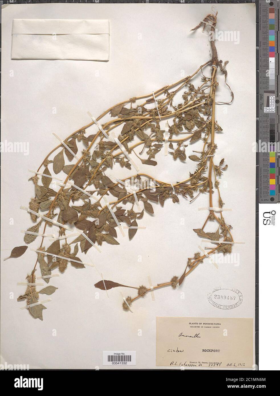 Amaranthus sp Amaranthus sp Stock Photo - Alamy