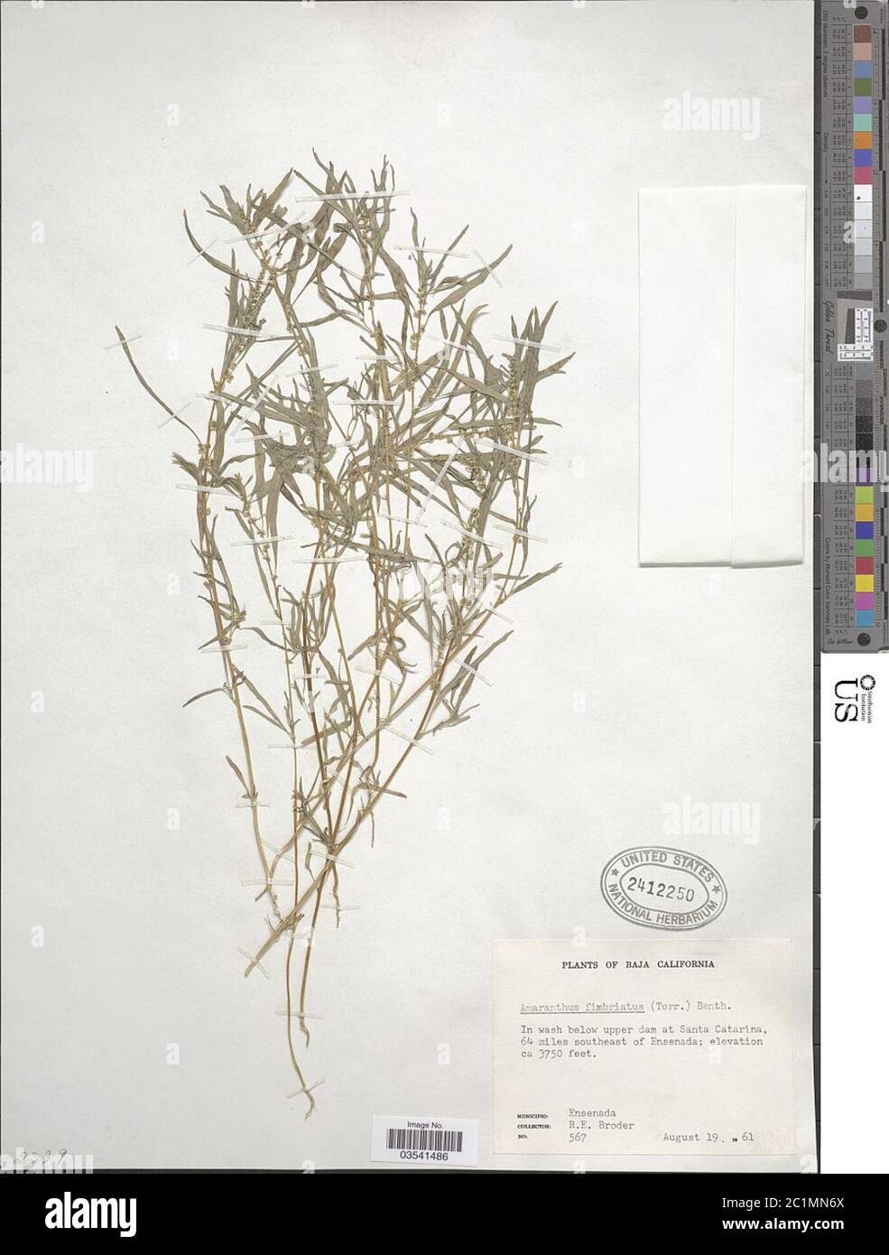 Amaranthus fimbriatus Torr Benth ex S Watson Amaranthus fimbriatus Torr ...