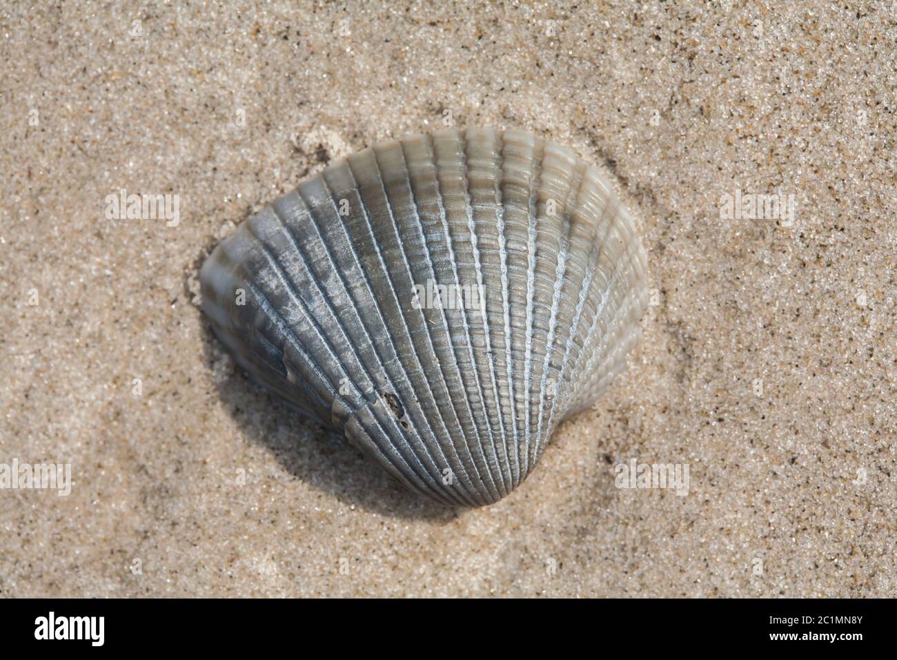 Small shell on beach sand Stock Photo - Alamy