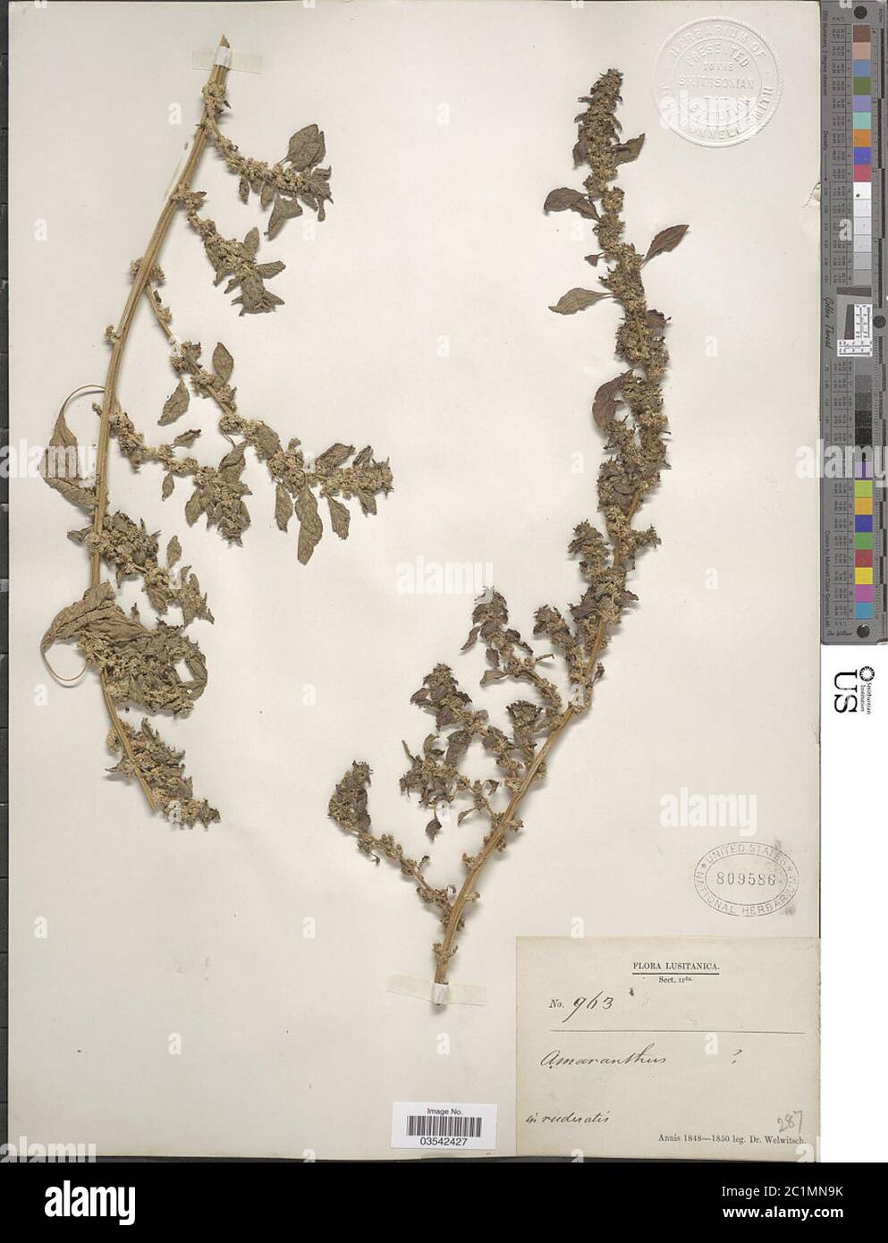 Amaranthus sp Amaranthus sp Stock Photo - Alamy