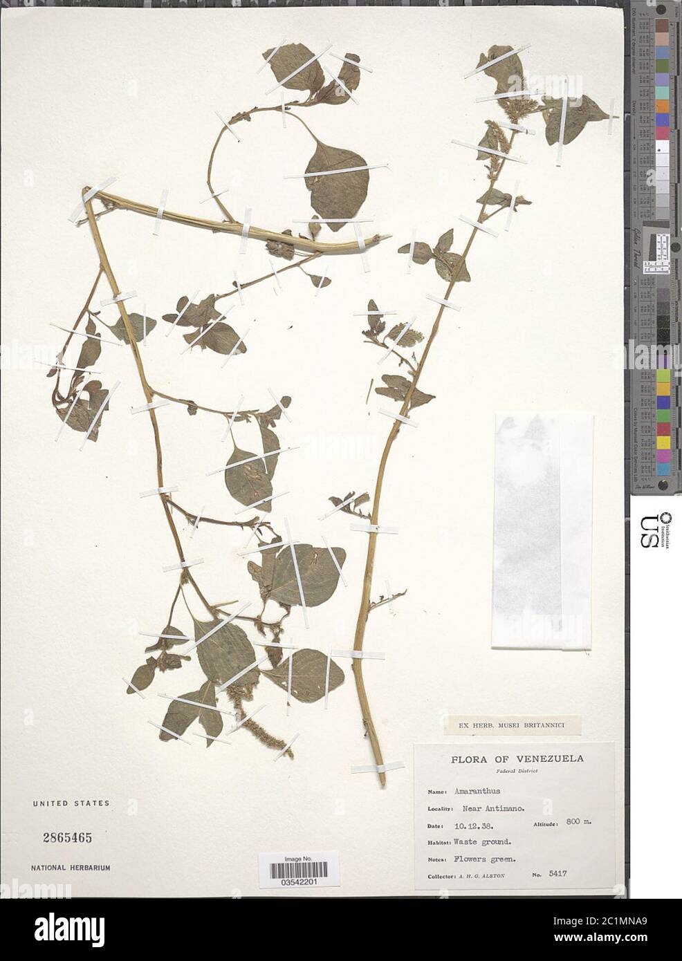 Amaranthus sp Amaranthus sp Stock Photo - Alamy