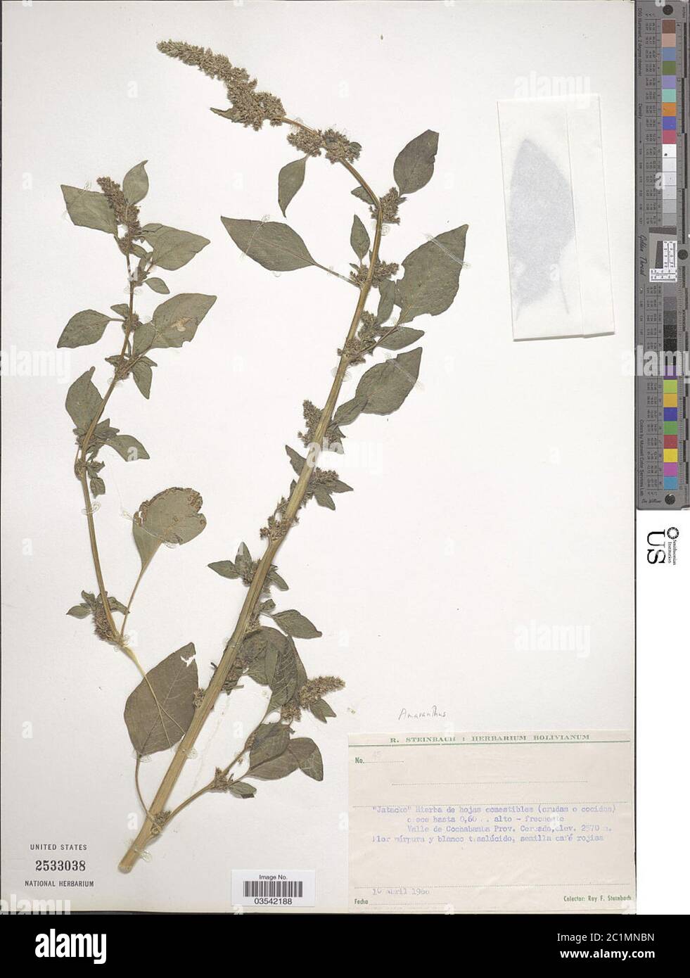 Amaranthus sp Amaranthus sp Stock Photo - Alamy