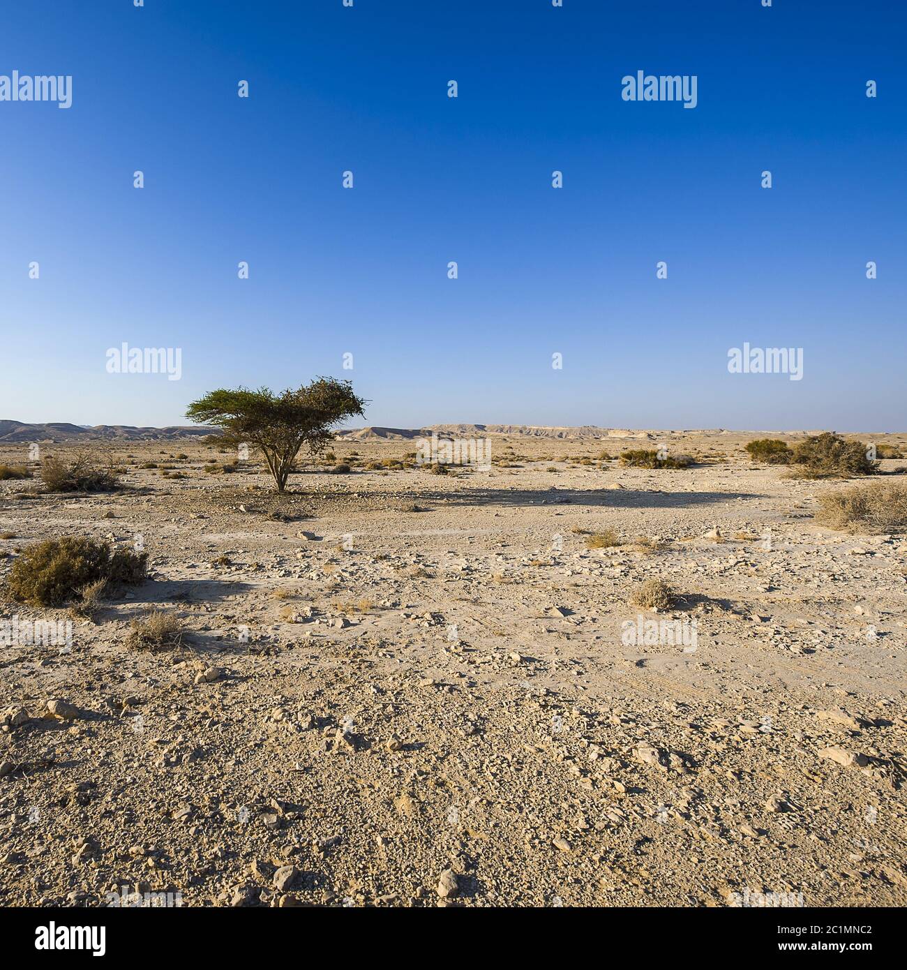 Nature of the Middle East Stock Photo - Alamy