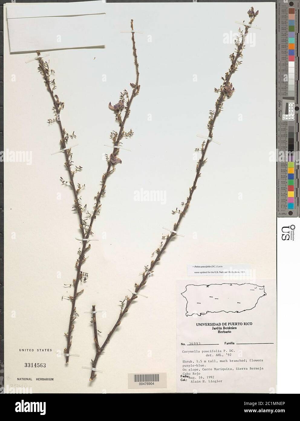 Poitea hi-res stock photography and images - Alamy