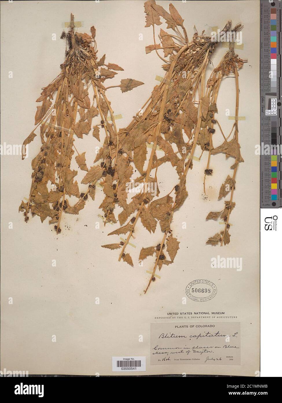 Blitum capitatum hi-res stock photography and images - Alamy