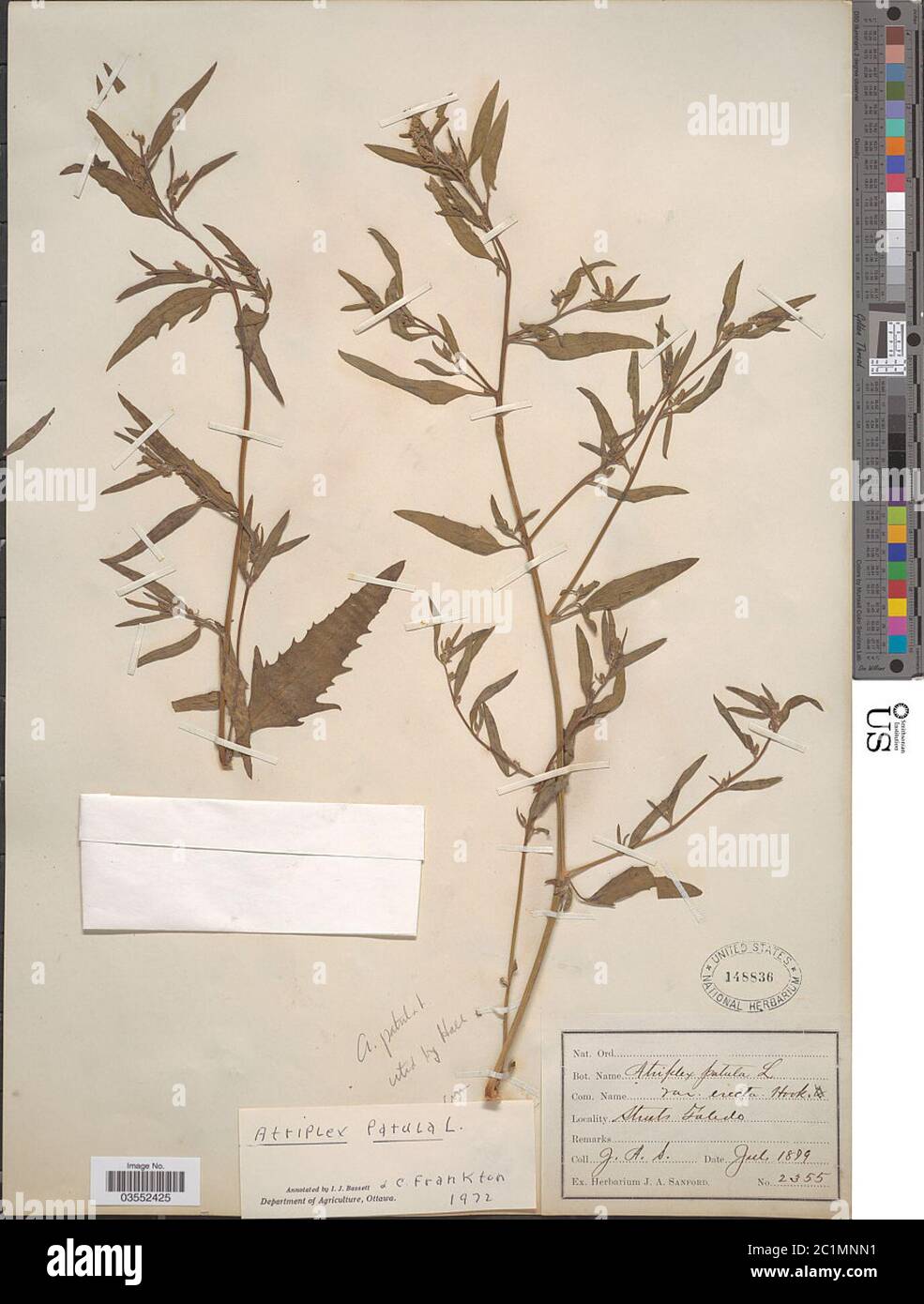 Atriplex patula L Atriplex patula L Stock Photo - Alamy