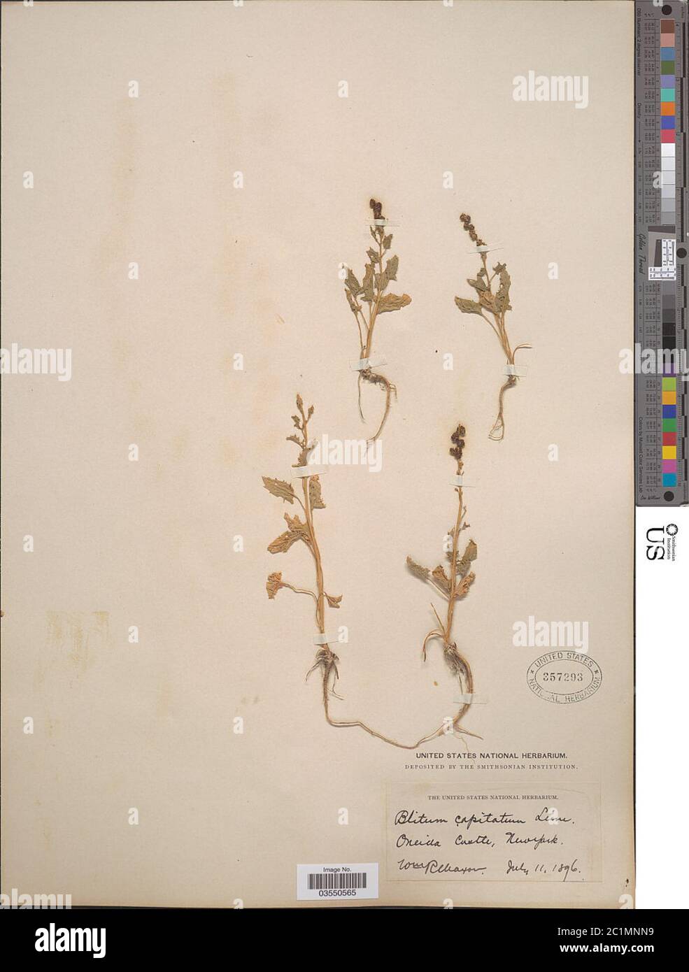 Blitum capitatum hi-res stock photography and images - Alamy