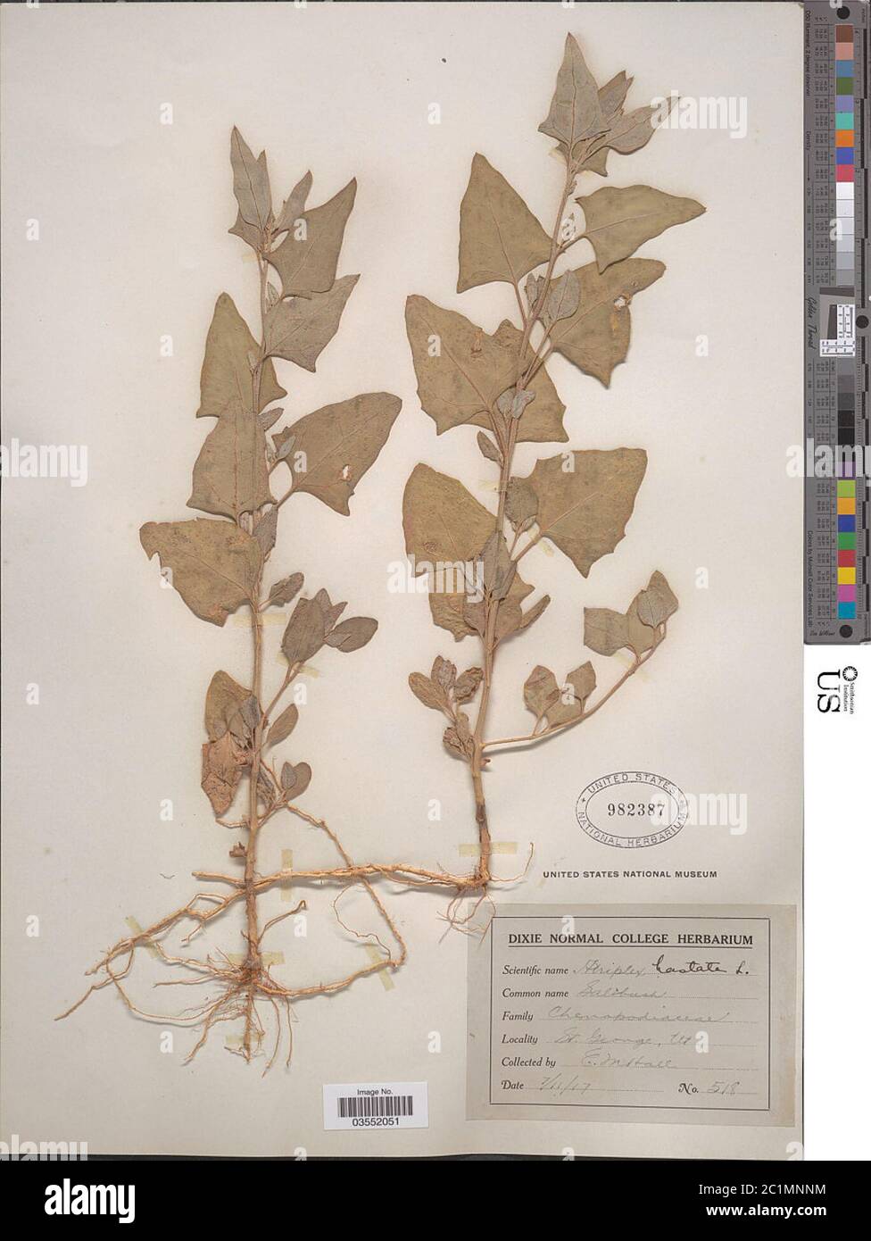 Atriplex hastata L Atriplex hastata L Stock Photo - Alamy