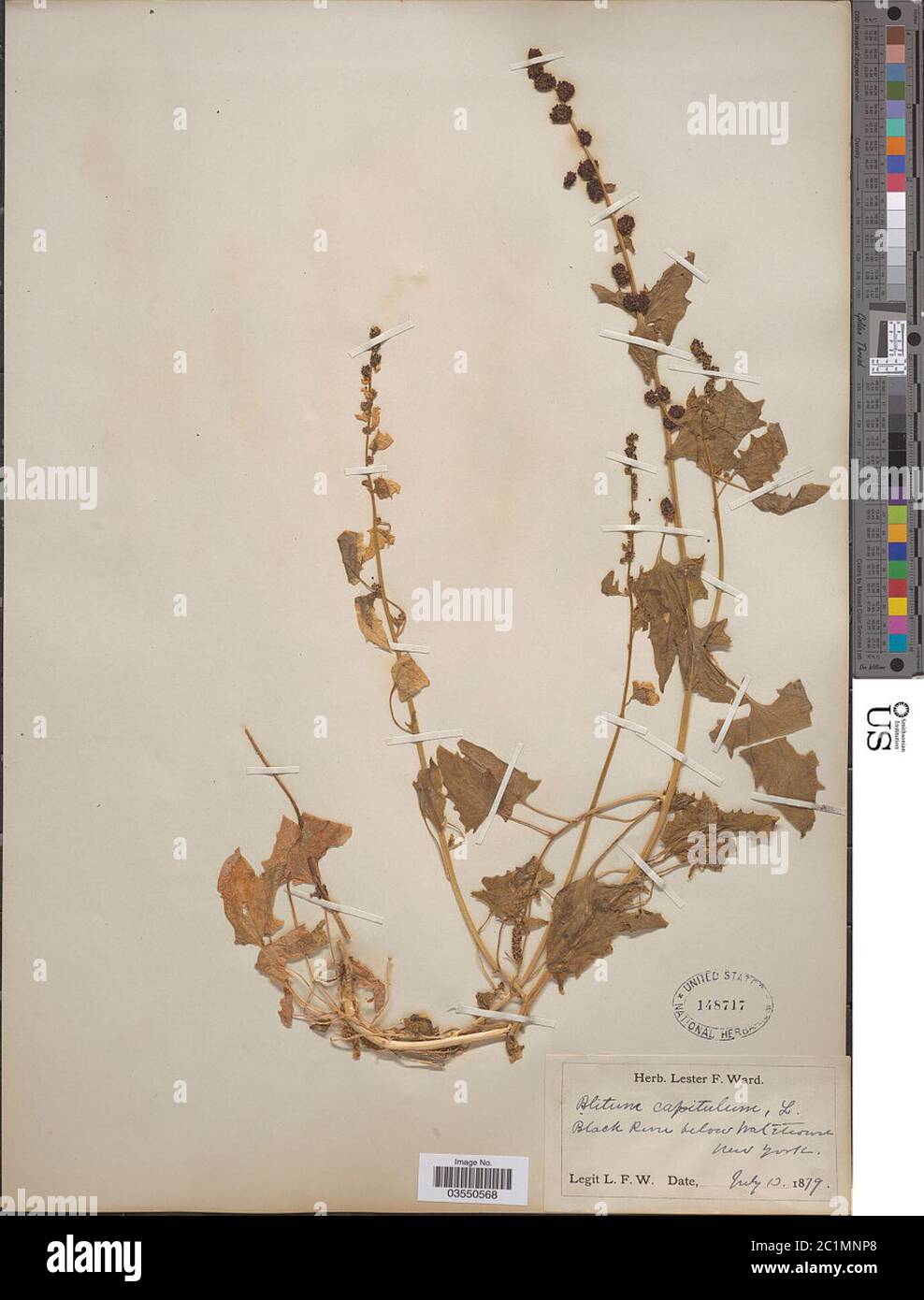 Blitum capitatum hi-res stock photography and images - Alamy