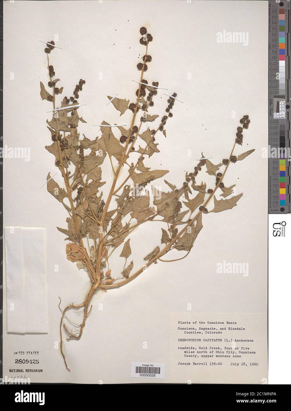 Blitum capitatum hi-res stock photography and images - Alamy