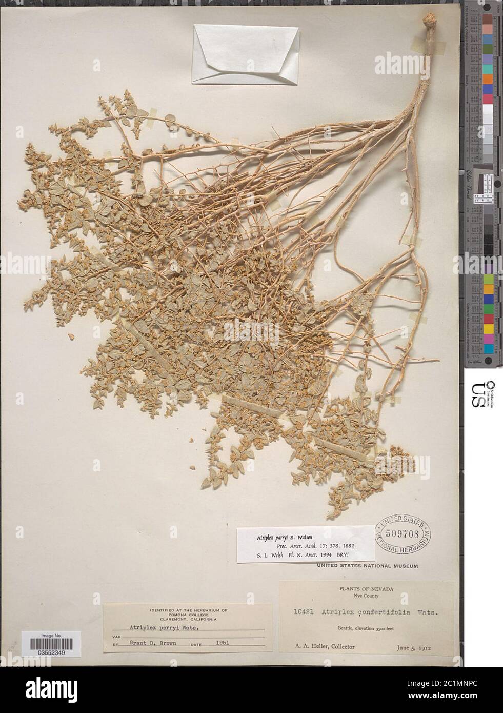 Atriplex parryi S Watson Atriplex parryi S Watson Stock Photo - Alamy