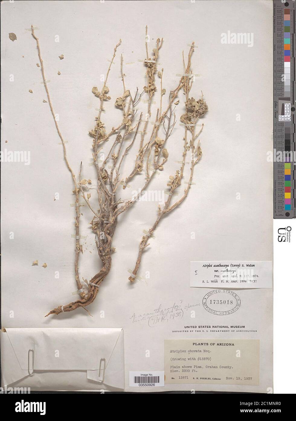 Atriplex acanthocarpa Torr S Watson Atriplex acanthocarpa Torr S Watson ...