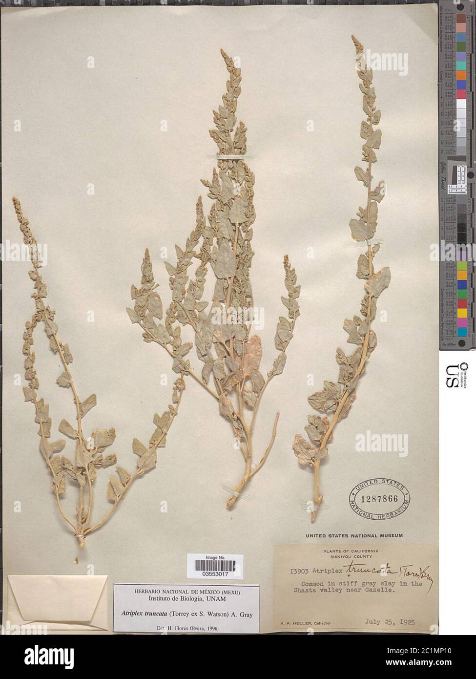 S truncata hi-res stock photography and images - Alamy