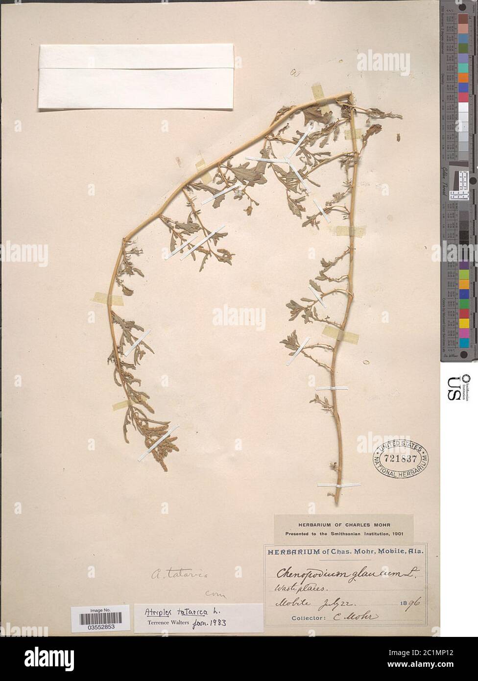 Atriplex tatarica L Atriplex tatarica L Stock Photo - Alamy