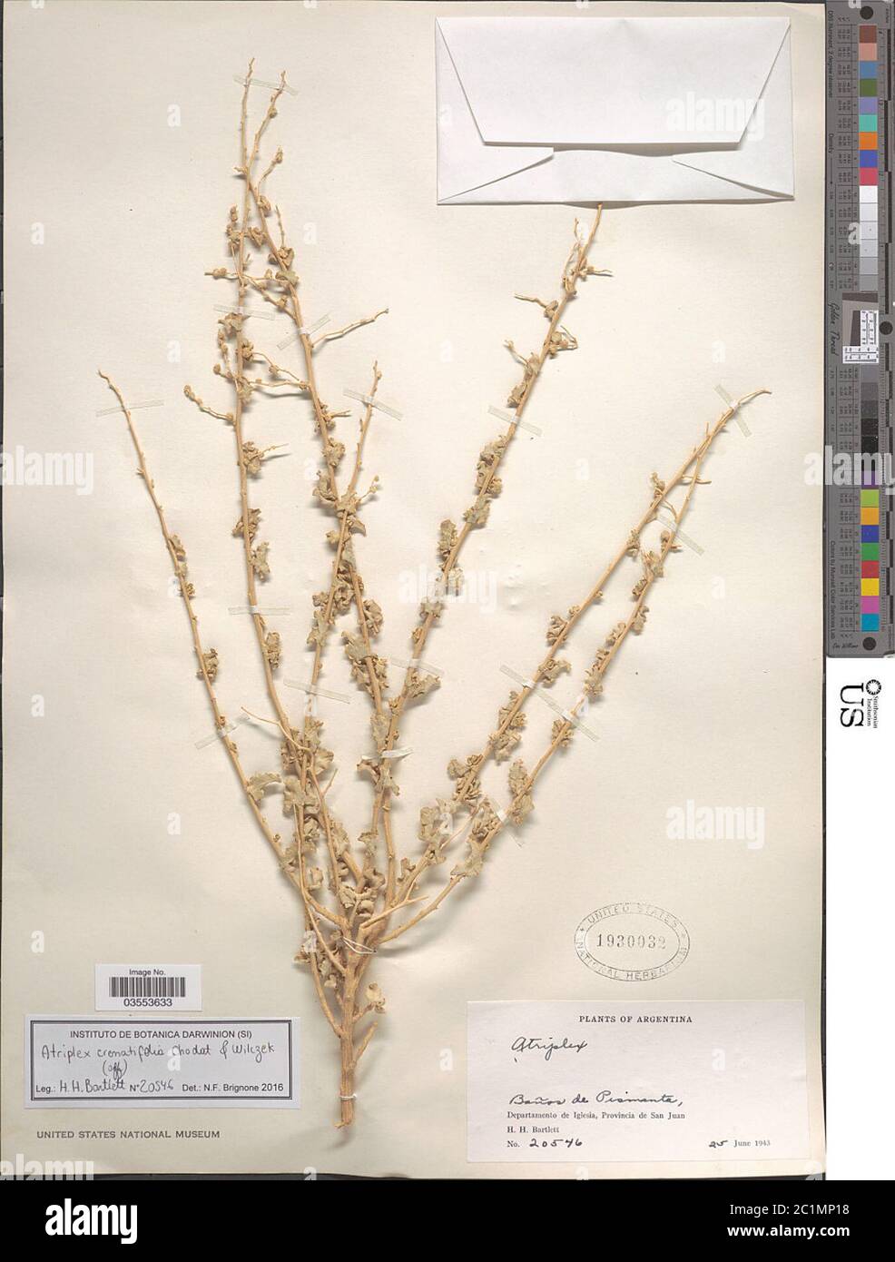 Atriplex sp Atriplex sp Stock Photo - Alamy