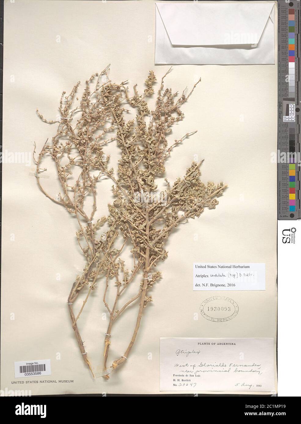 Atriplex sp Atriplex sp Stock Photo - Alamy