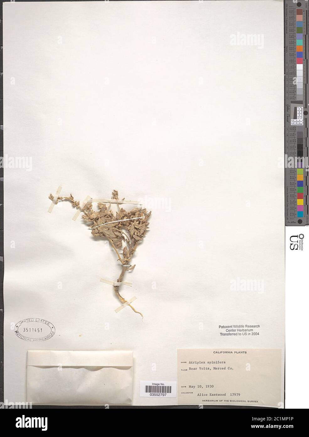 Atriplex spinifera JF Macbr Atriplex spinifera JF Macbr Stock Photo - Alamy