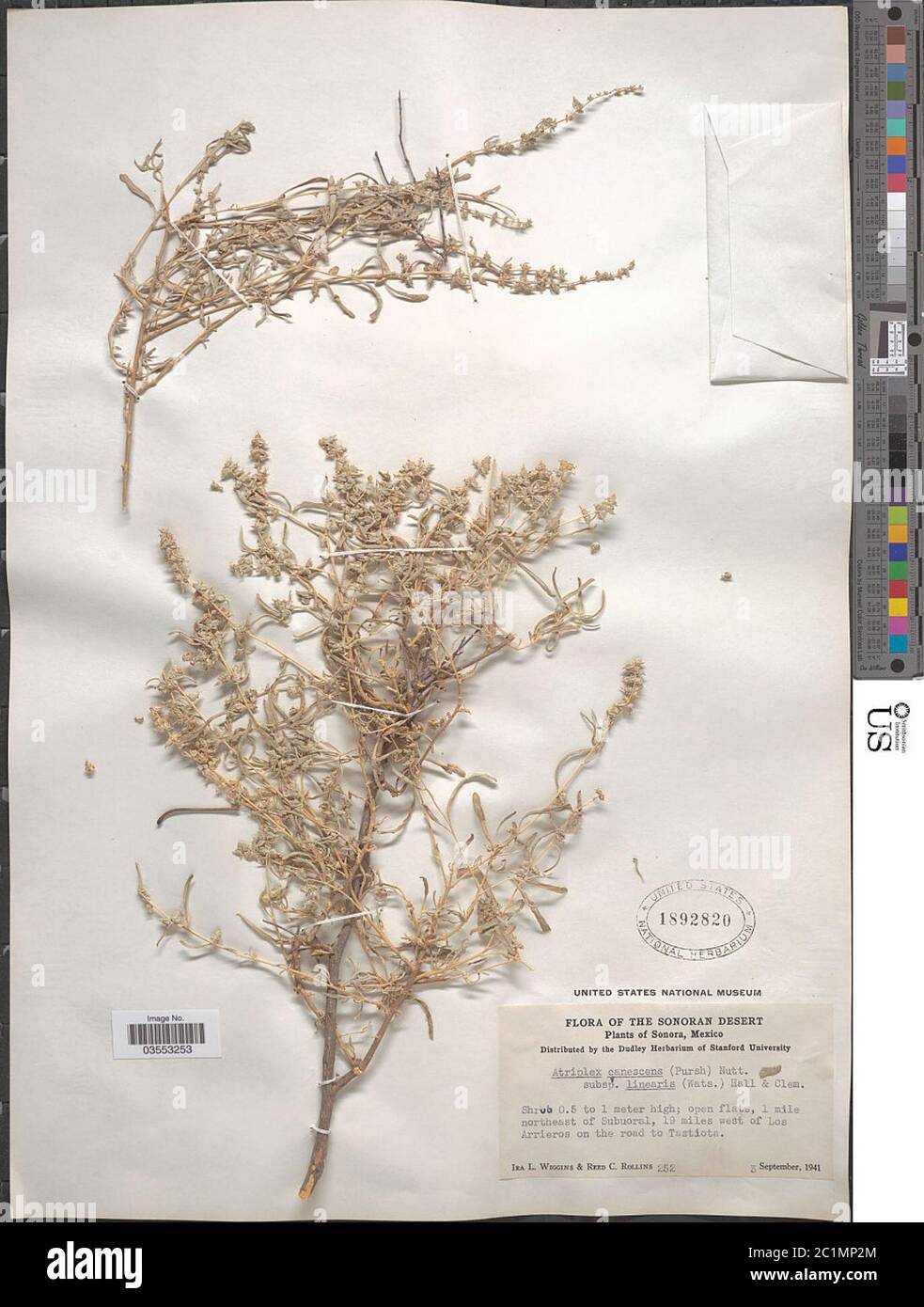 Atriplex canescens Pursh Nutt Atriplex canescens Pursh Nutt Stock Photo ...