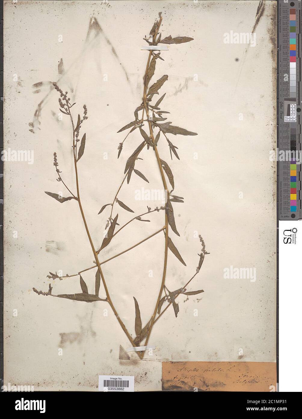 Atriplex patula L Atriplex patula L Stock Photo - Alamy