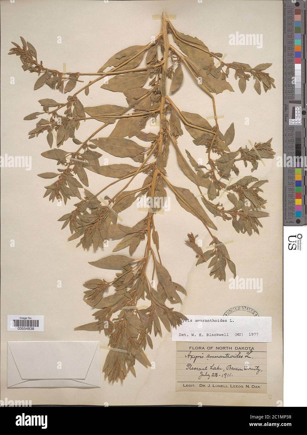 Axyris amaranthoides hi-res stock photography and images - Alamy
