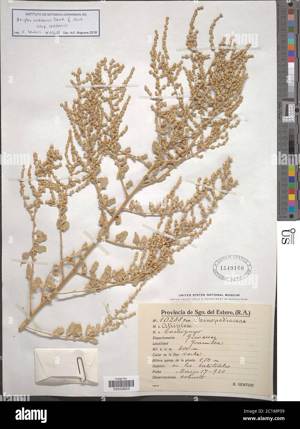 Atriplex sp Atriplex sp Stock Photo - Alamy